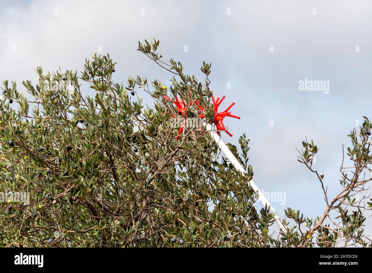 olive harvest with electric olive rake tool in Keratea in Greece Stock ...