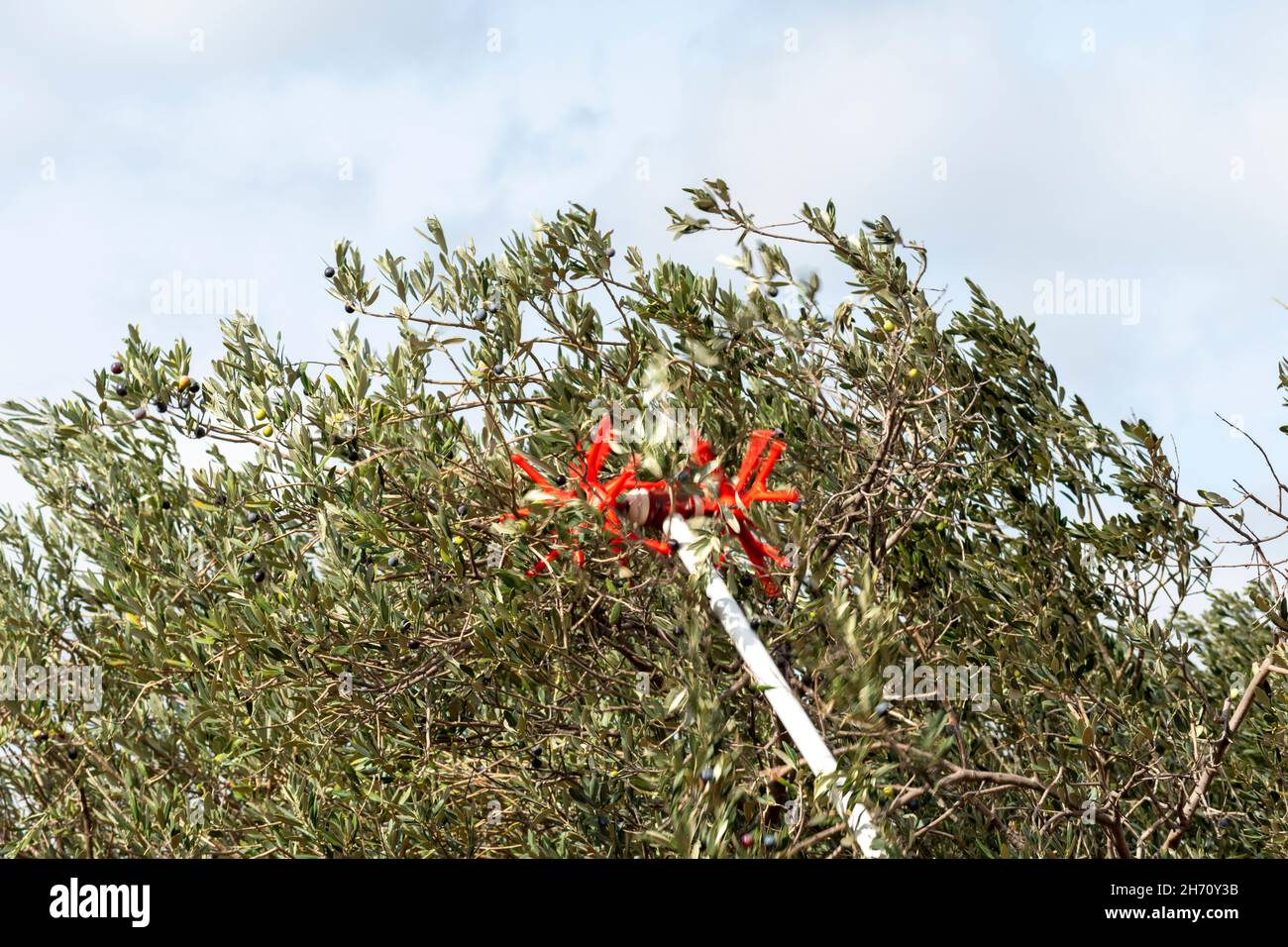 olive harvest with electric olive rake tool in Keratea in Greece Stock ...