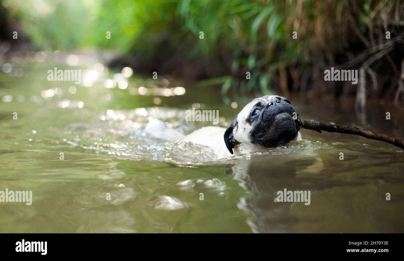 Pug. Adult dog swimming in a river. Germany Stock Photo - Alamy