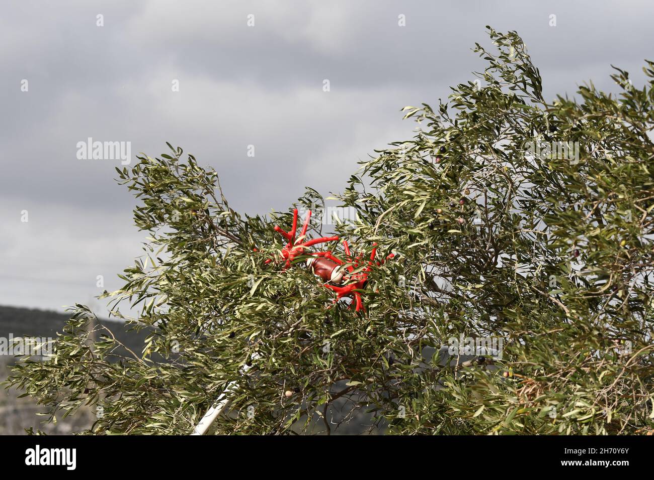 olive harvest with electric olive rake tool in Keratea in Greece Stock ...
