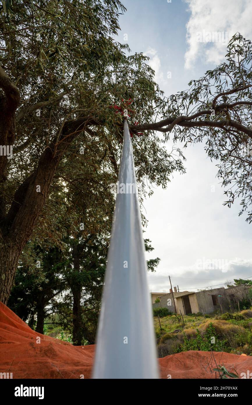 olive harvest with electric olive rake tool in Keratea in Greece Stock ...