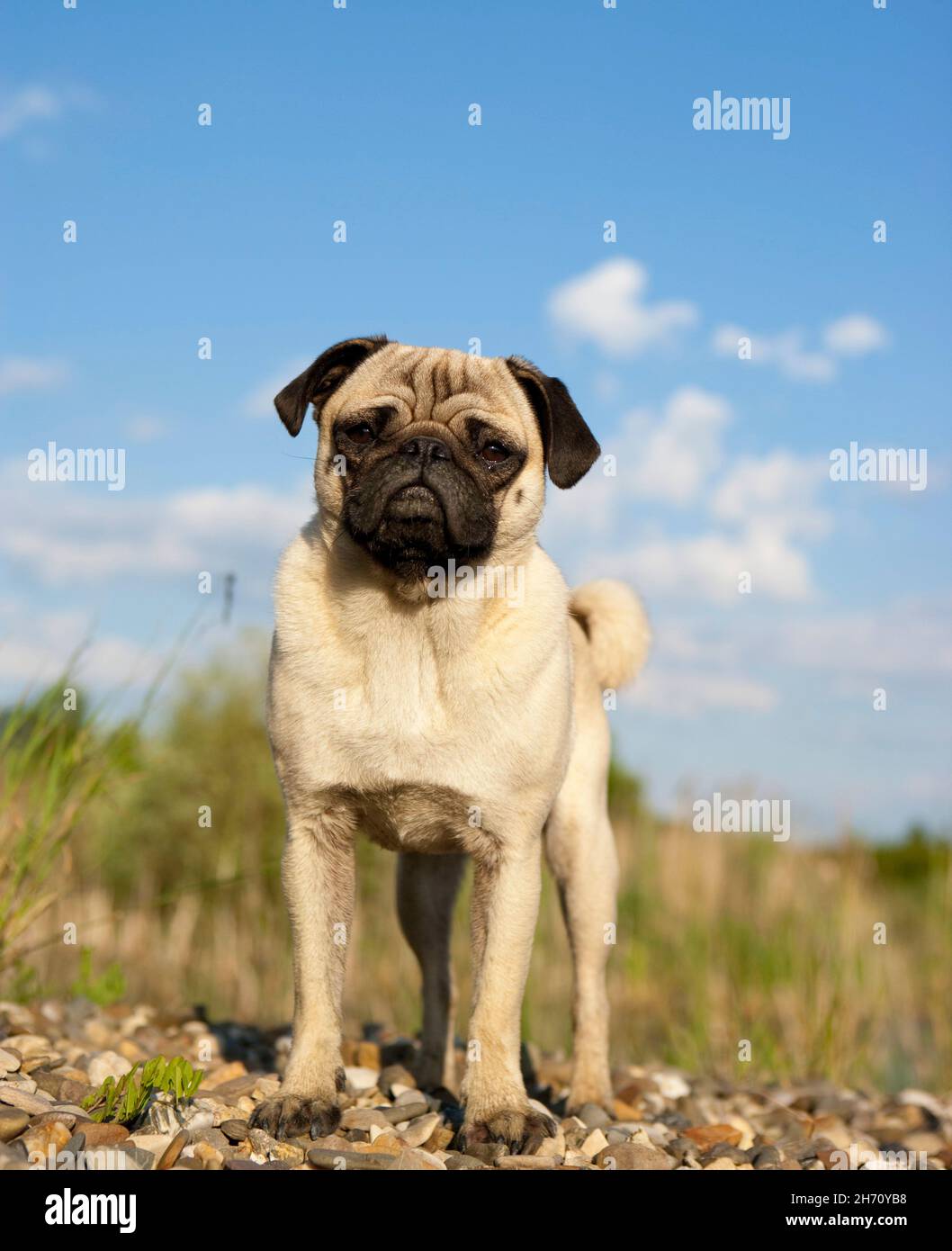 Standing at the waters edge hi-res stock photography and images - Alamy