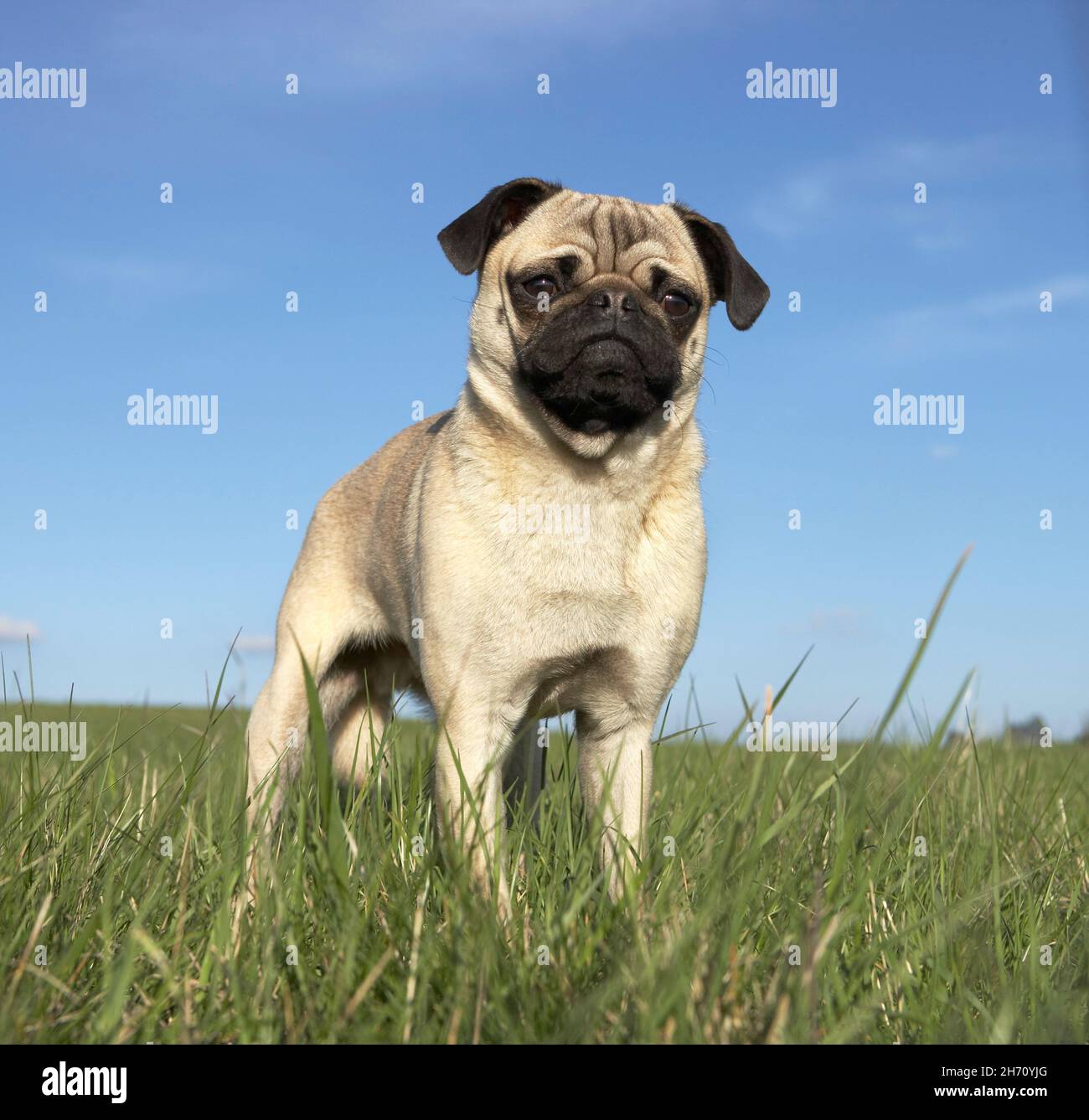 Pug. Adult dog standing on a meadow. Germany Stock Photo - Alamy