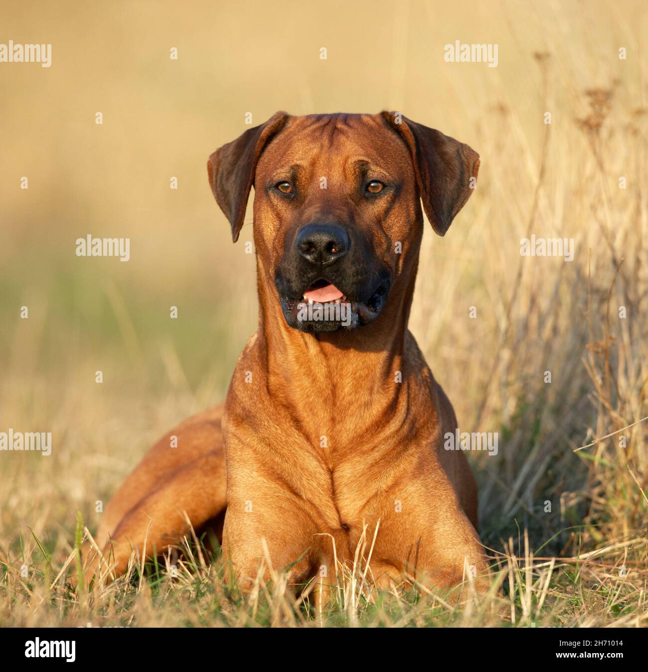 Rhodesian Ridgeback. Adult lying on a meadow. Germany Stock Photo - Alamy