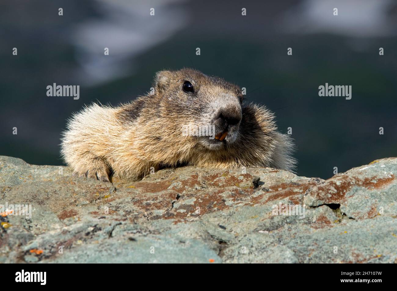 Alpine Marmot (Marmota marmota). Adult resting on a rock. Hohe Tauern ...