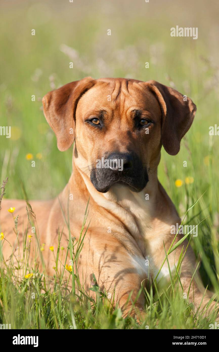 Rhodesian Ridgeback. Adult lying in grass. Germany Stock Photo - Alamy
