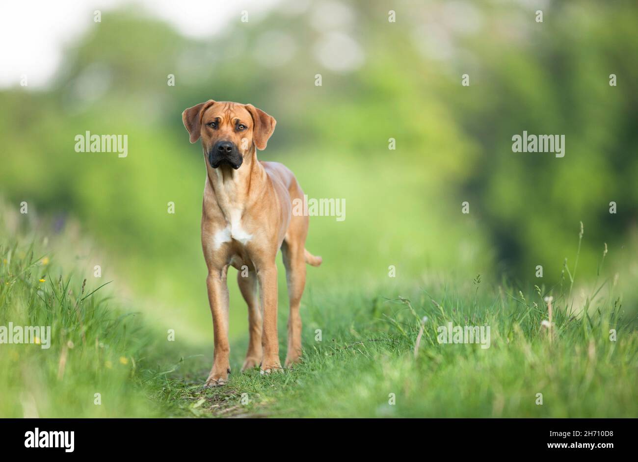 Rhodesian Ridgeback. Adult standing on a path. Germany Stock Photo - Alamy