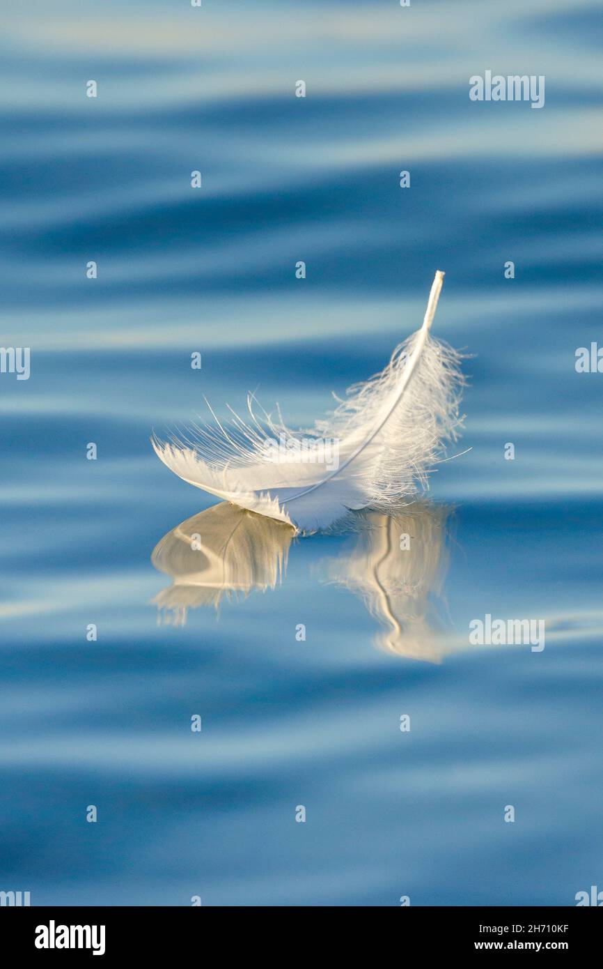Floating swan hi-res stock photography and images - Alamy