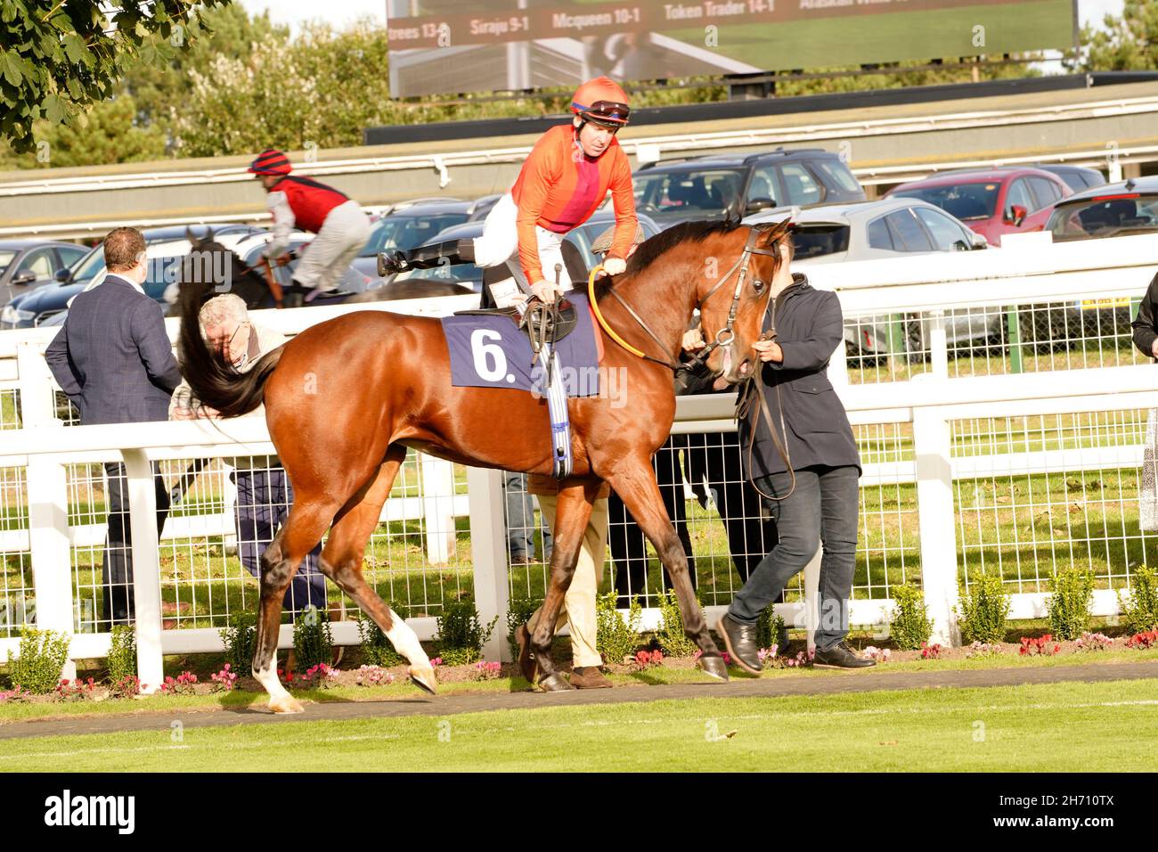 Documenting horse hi-res stock photography and images - Alamy