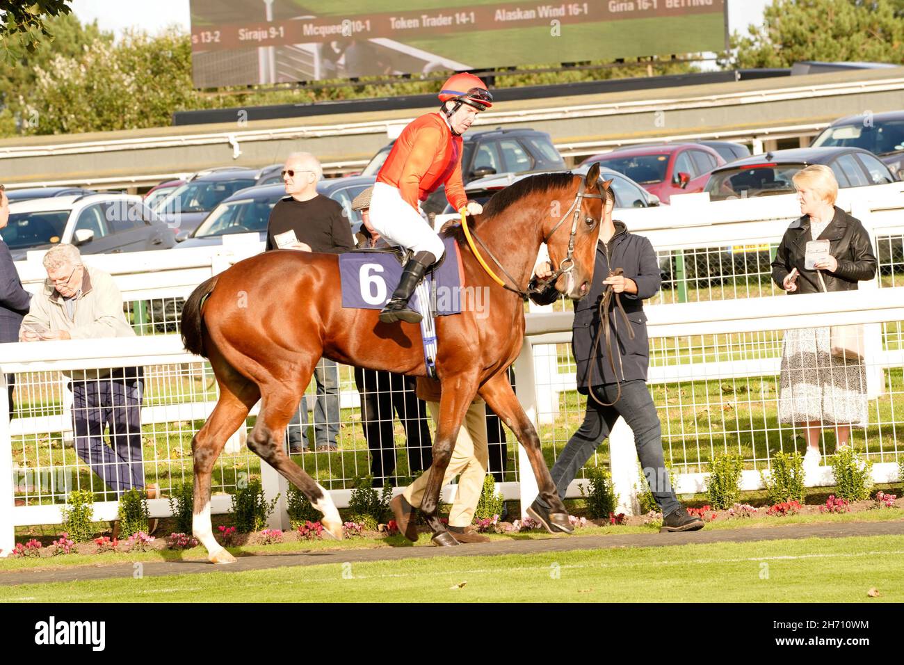 Documenting horse hi-res stock photography and images - Alamy