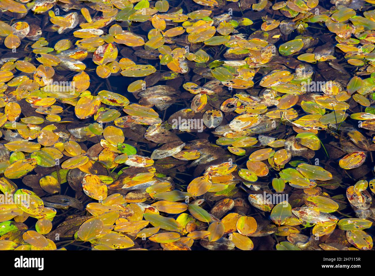 Autumn leaves on the water surface Stock Photo - Alamy