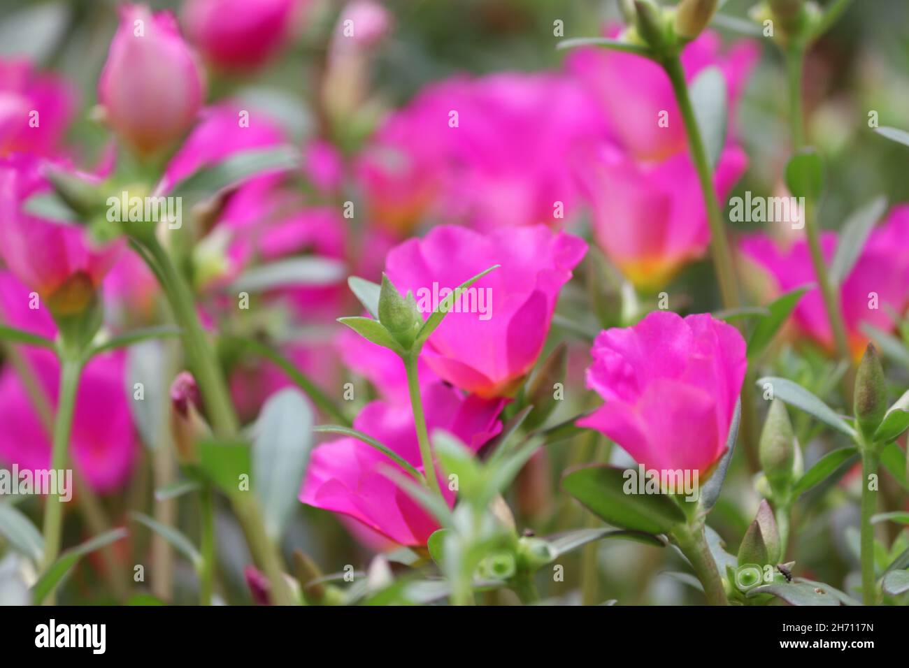 Pink moss-rose flowers in a garden Stock Photo - Alamy