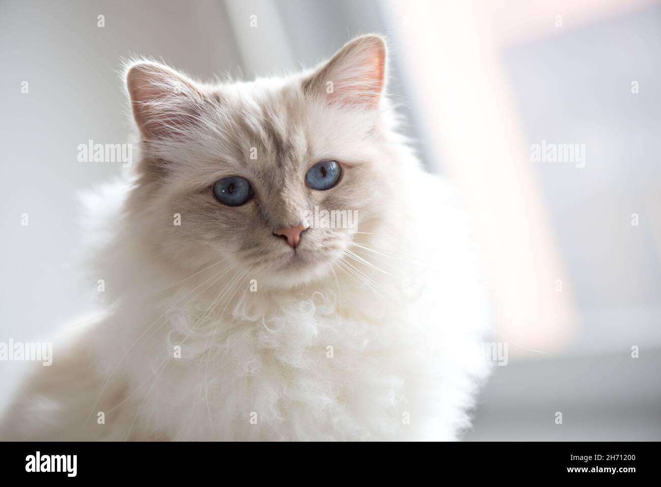 Portrait of beautiful sacred cat of burma with blue eyes Stock Photo ...
