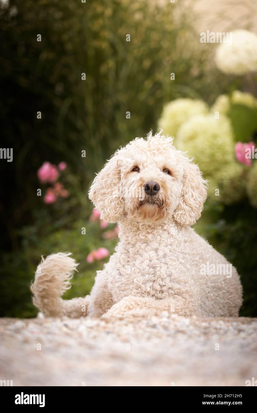 Doubledoodle Multigen. Adult male lying on pebbles. Germany Stock Photo ...