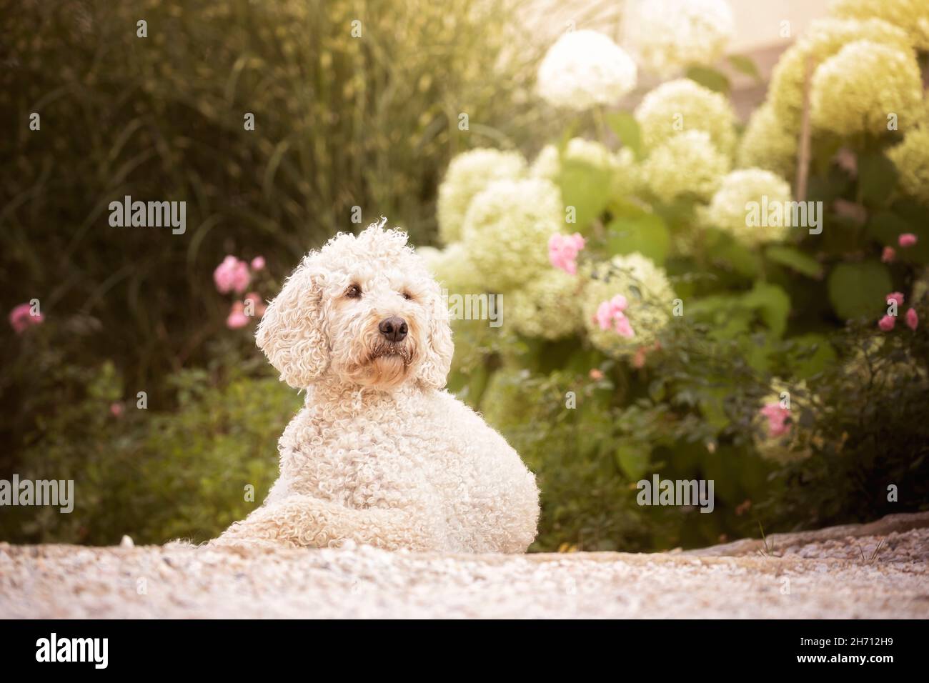 Doubledoodle Multigen. Adult male lying on pebbles. Germany Stock Photo ...