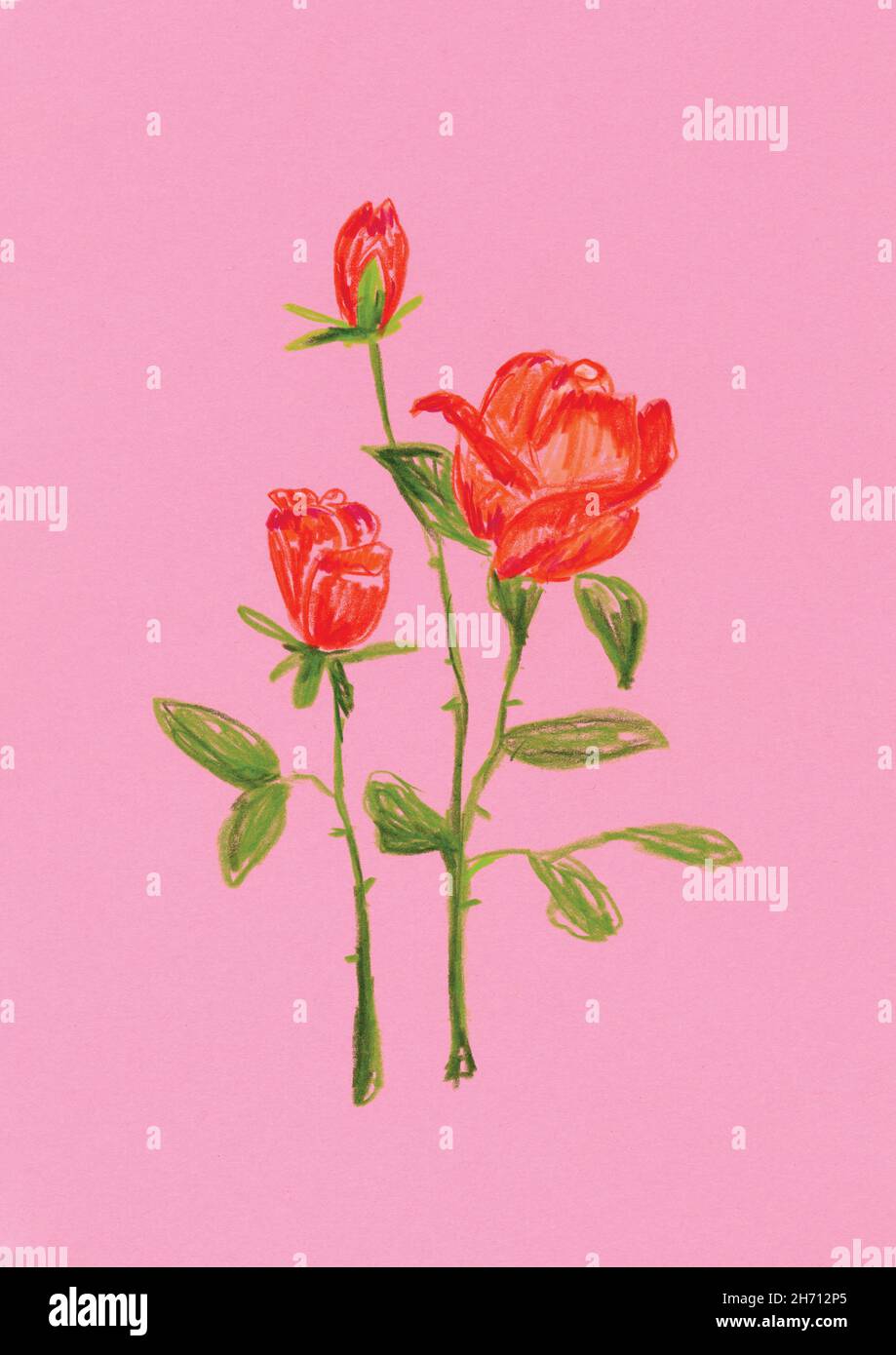 Pencil drawing of the rose as a birth flower of June on a pink ...