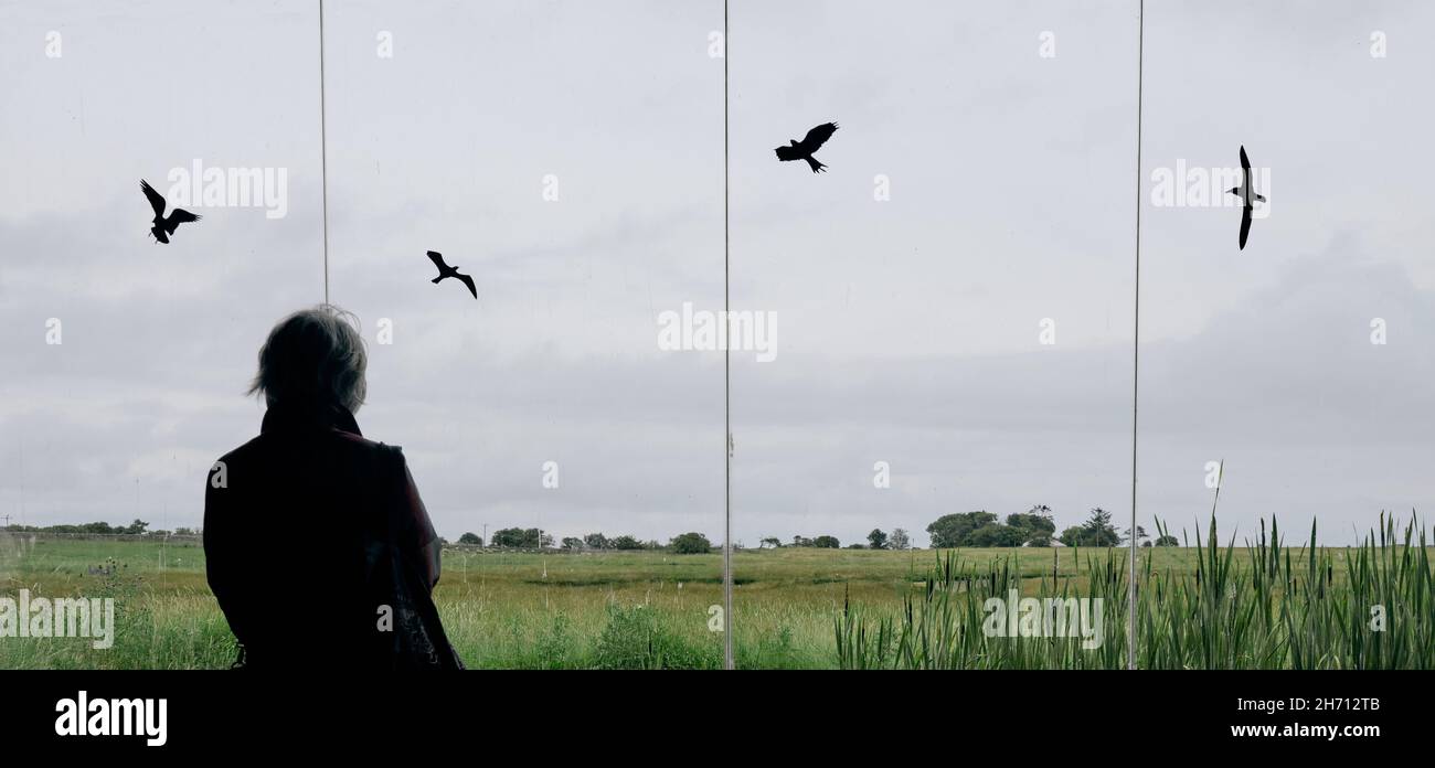 A lone figure looking out a window at a Nature Reserve with flying bird ...