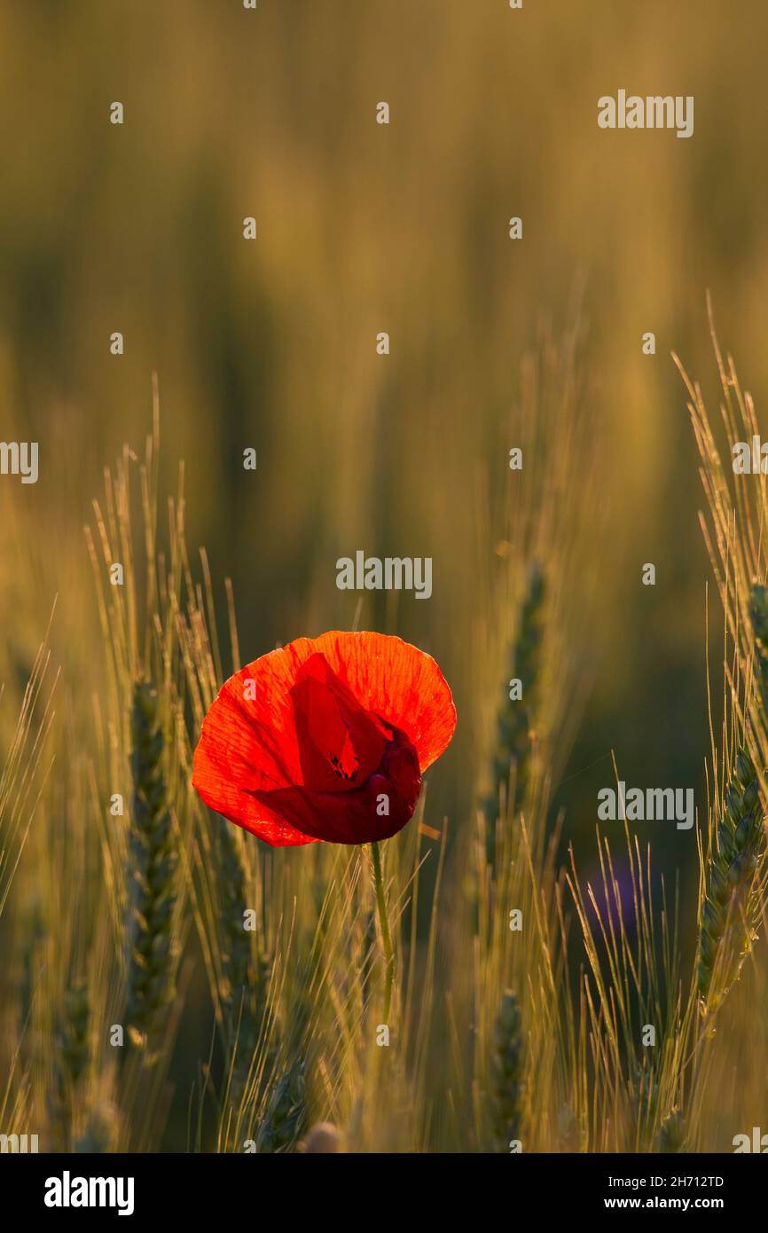 Field Poppy, Corn Poppy, Flanders Poppy (Papaver rhoeas) flowering in ...