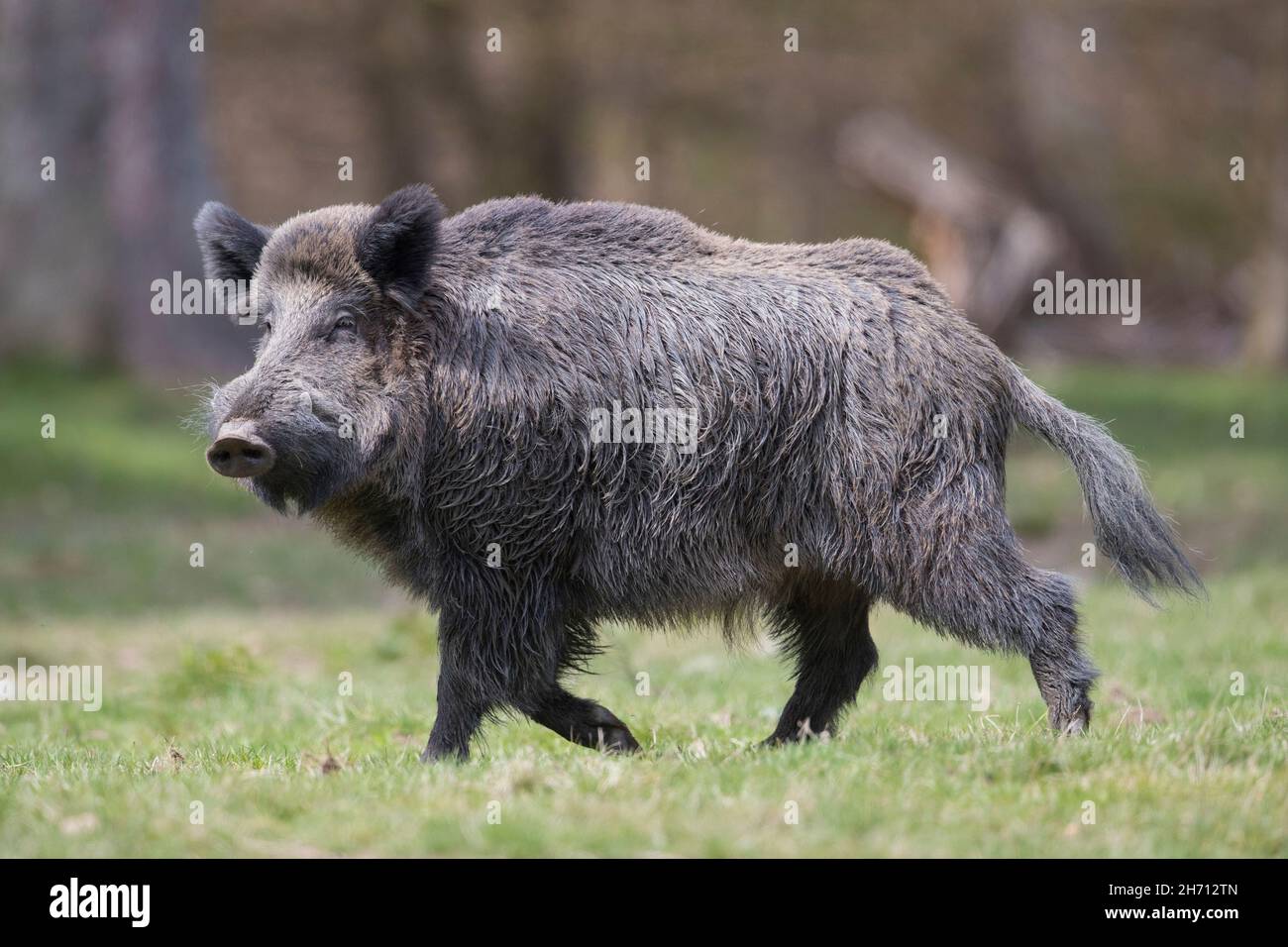 Boar in motion hi-res stock photography and images - Alamy