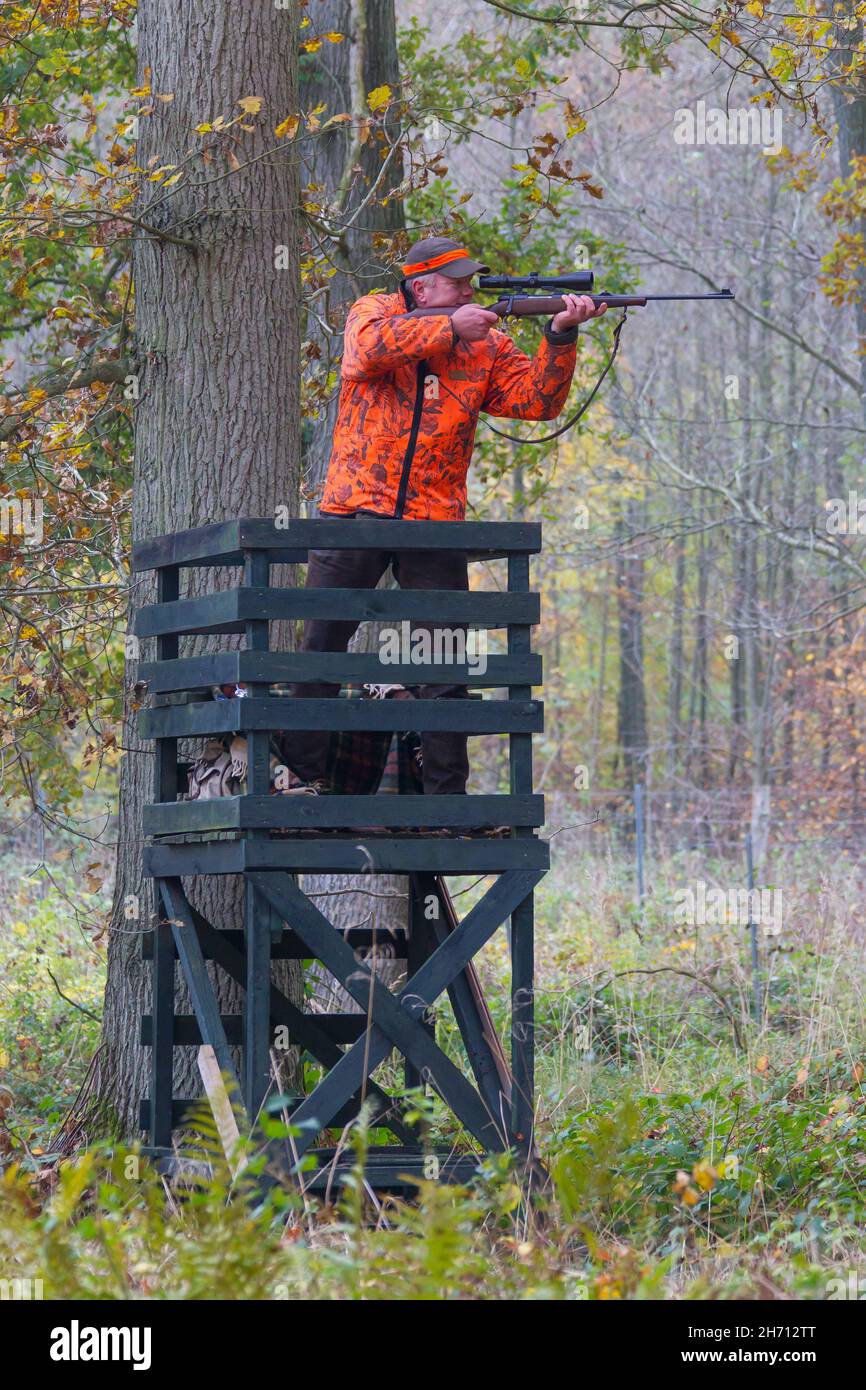 Hunter on a high seat during a driven hunt. Autumn, Schleswig-Holstein ...