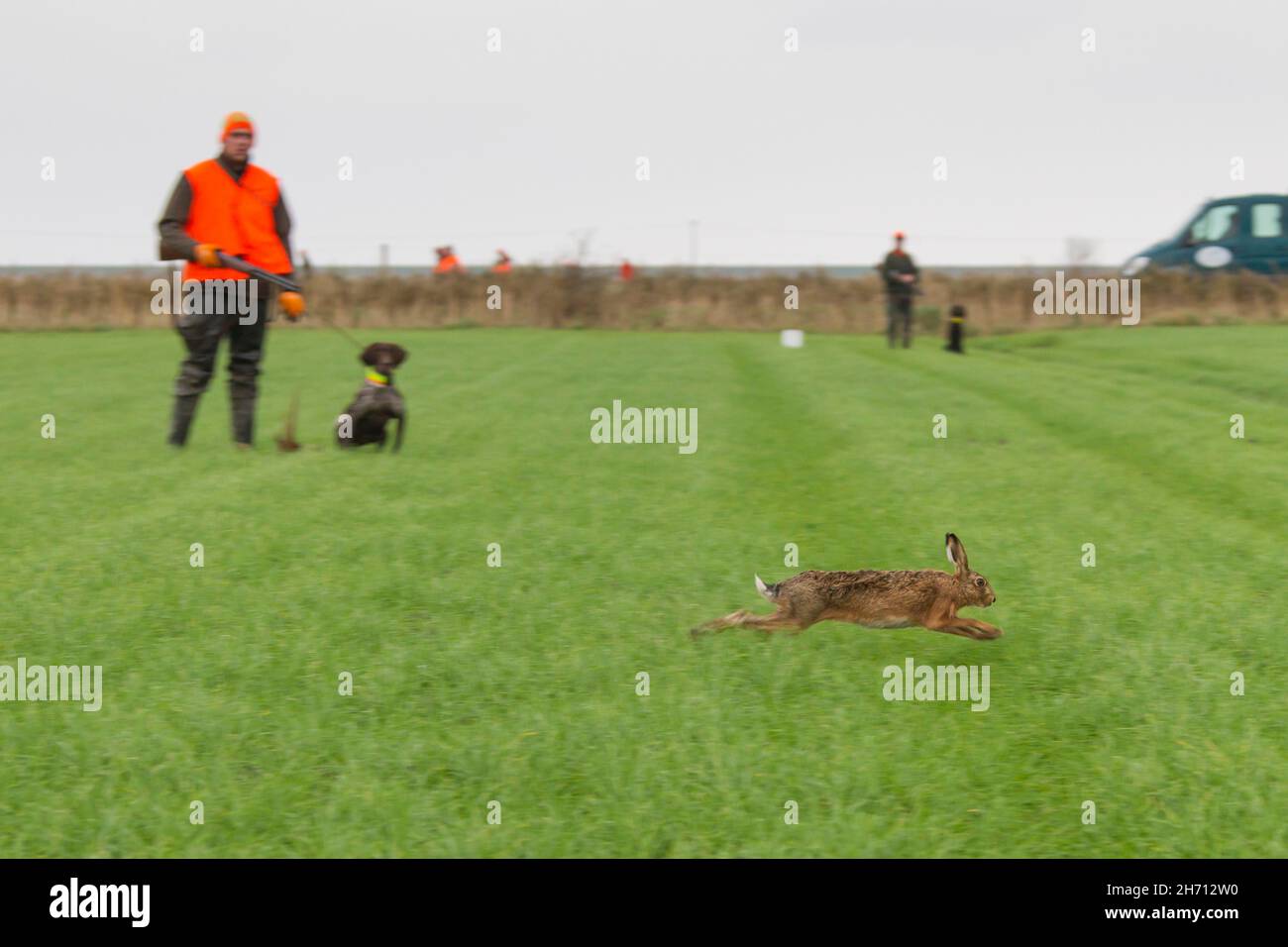 Driven hunt hi-res stock photography and images - Alamy