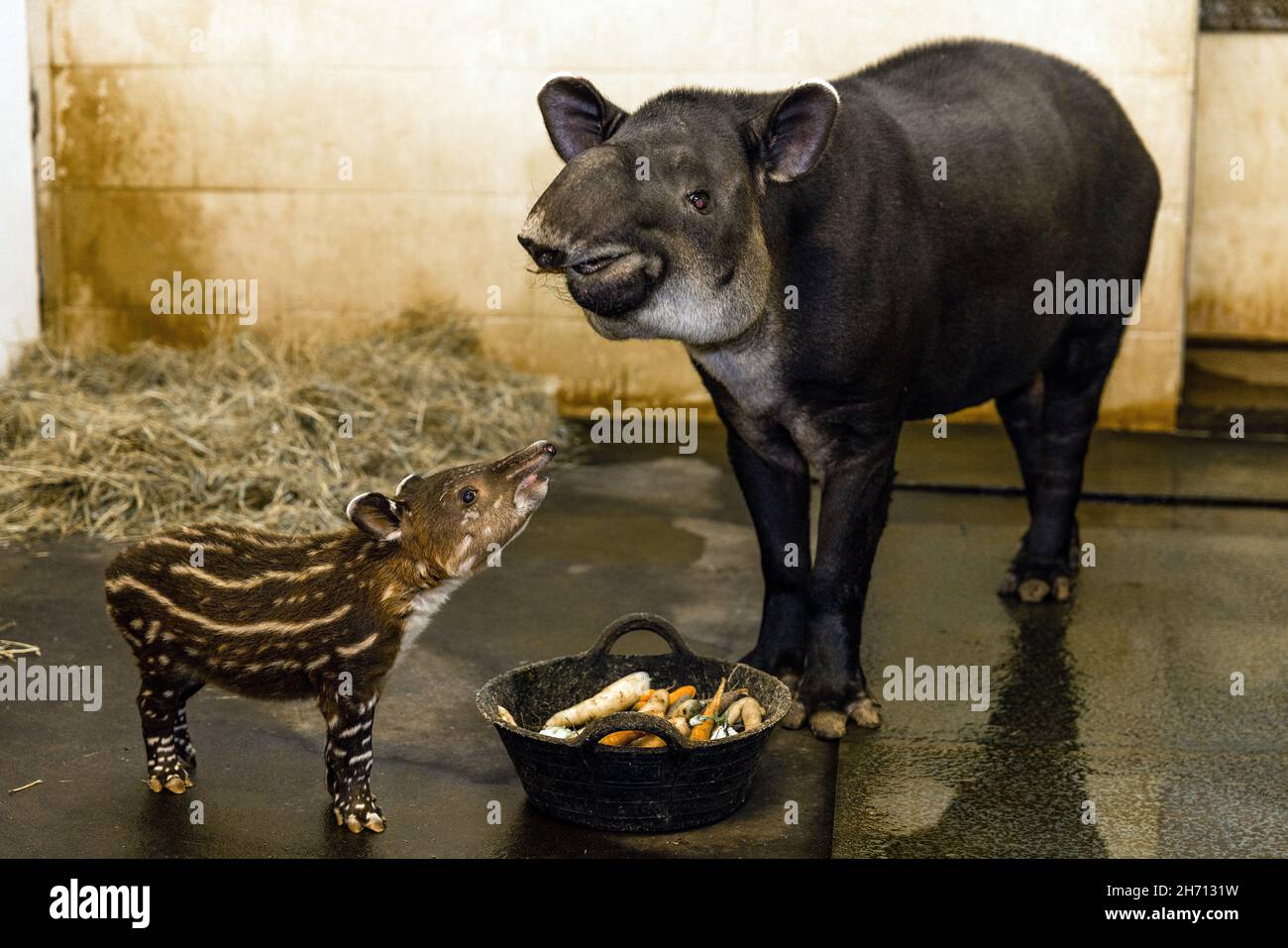 Cottbus, Germany. 19th Nov, 2021. Tapir girl Bamika stands at the ...