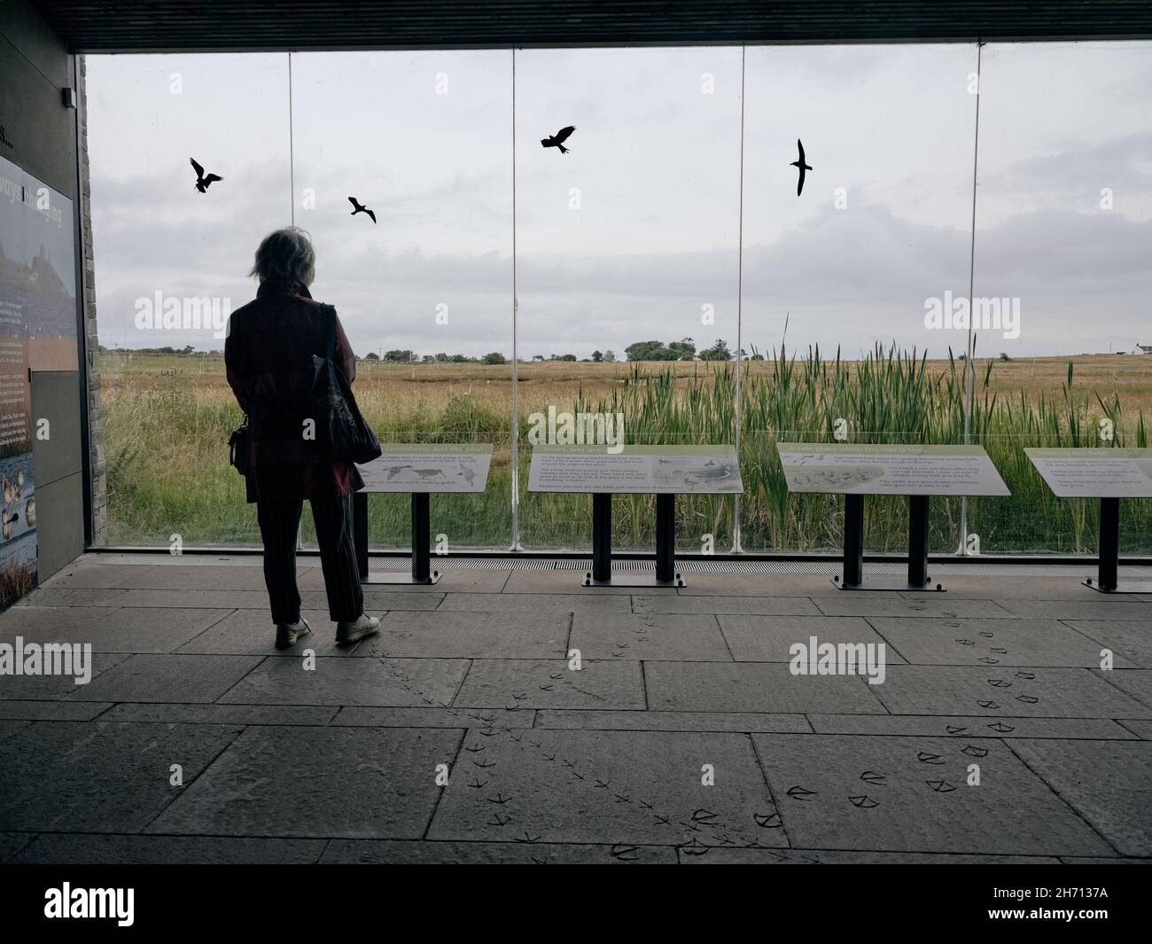 A lone figure looking out a window at a Nature Reserve with bird ...