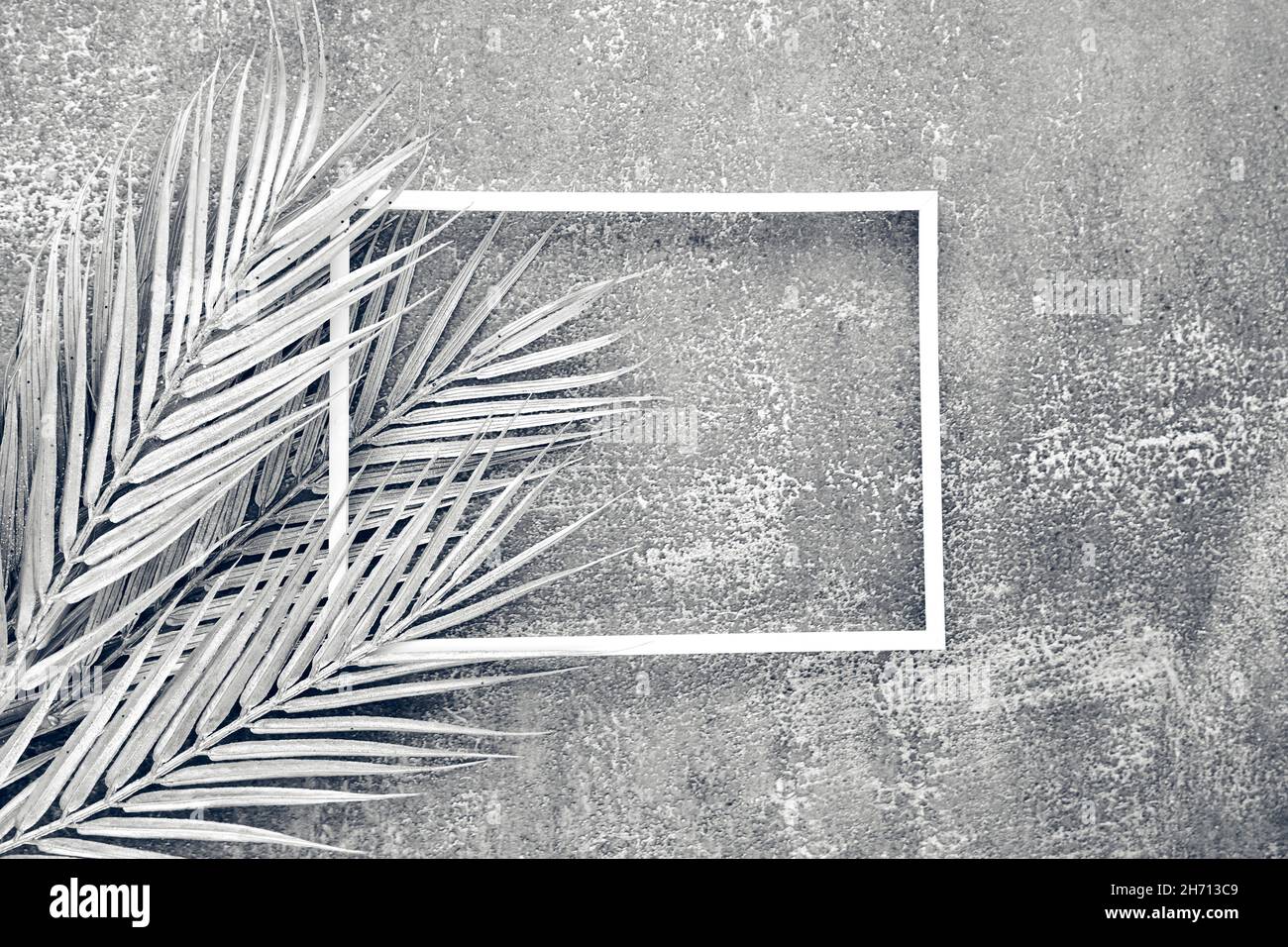 Shiny tropical palm leaf shadows on white grey ceramic beton wall ...