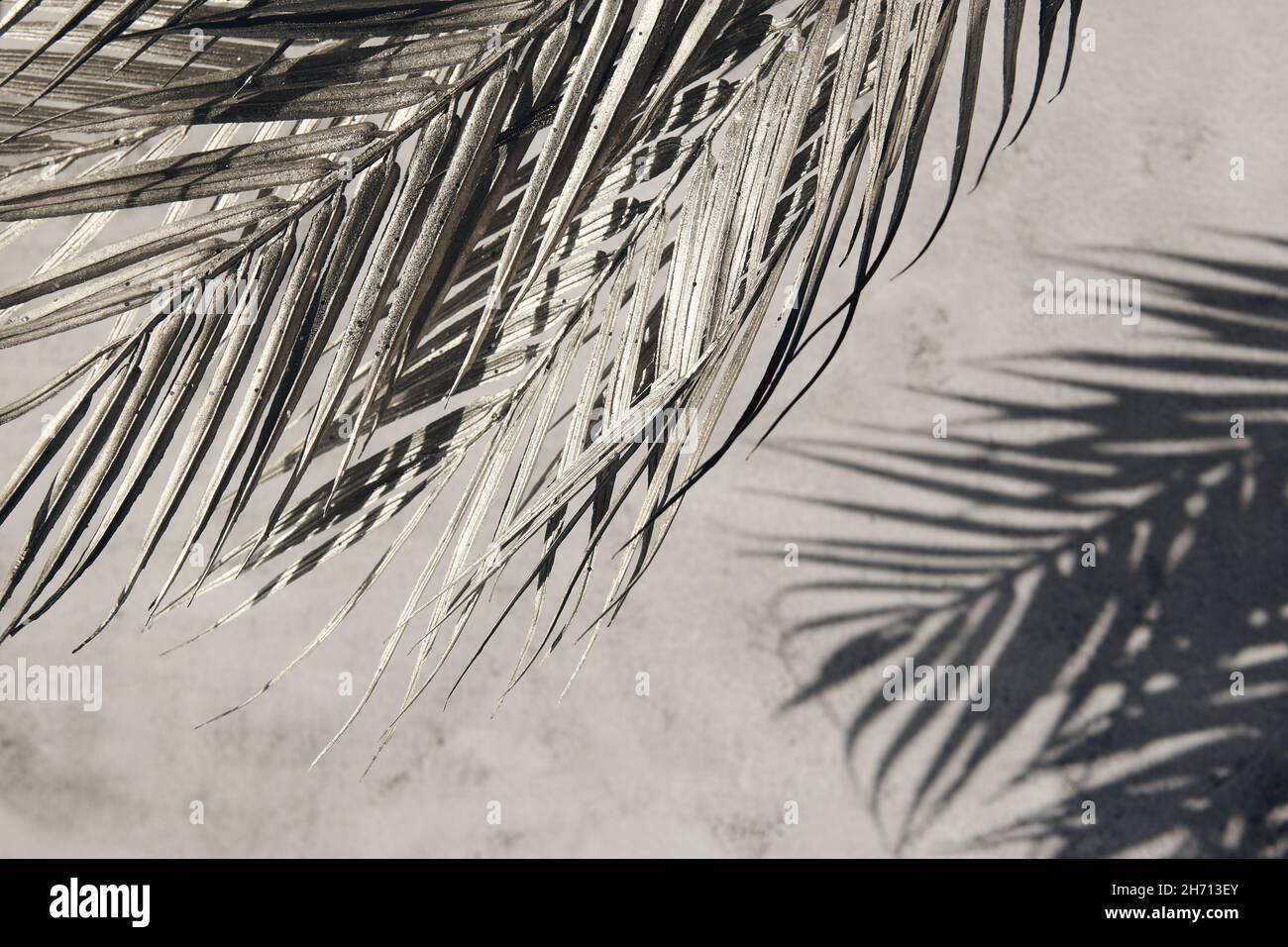 Shiny tropical palm leaf shadows on white grey ceramic beton wall ...
