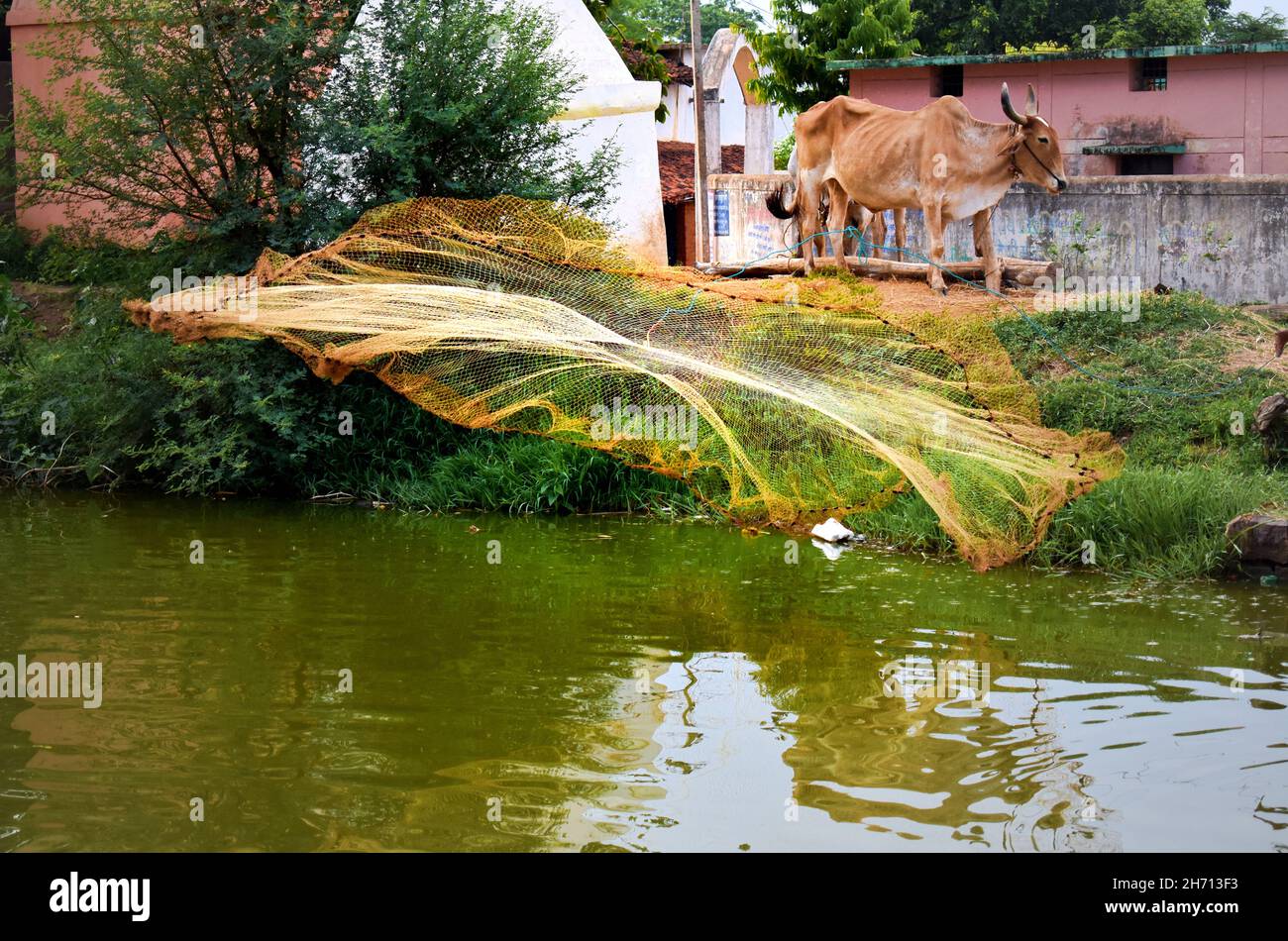 Net over pond hi-res stock photography and images - Alamy
