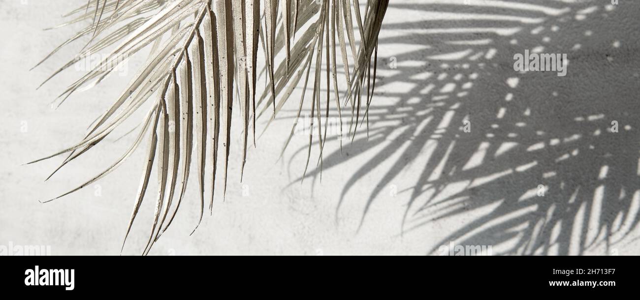 Shiny tropical palm leaf shadows on white grey ceramic beton wall ...