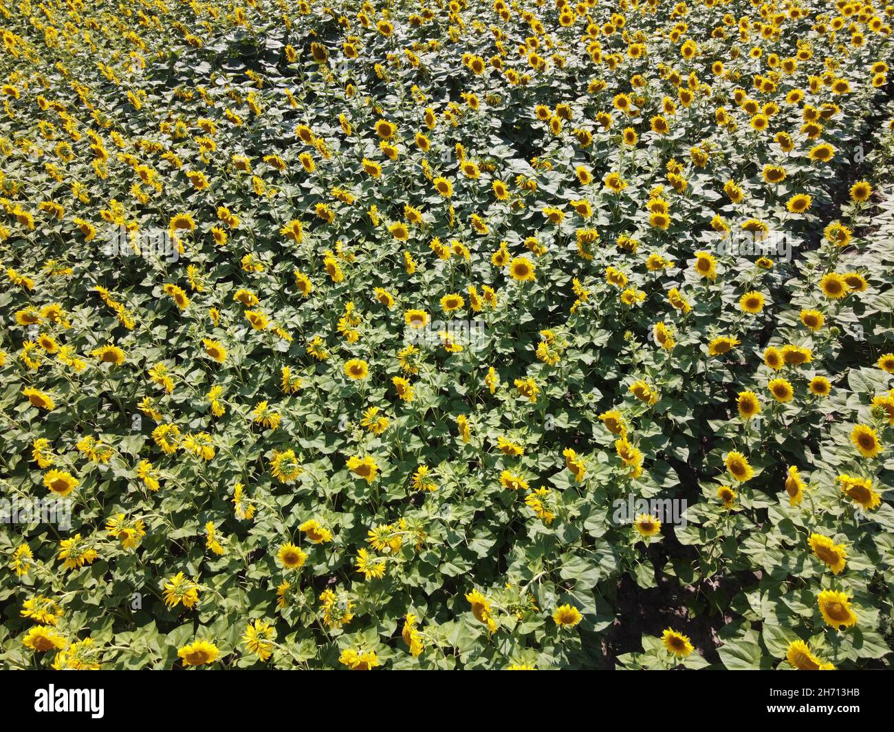 Sunflower flowers in the field, top view Stock Photo - Alamy