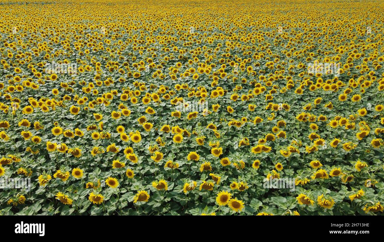 Sunflower field, top view. Sunflower plants bloom in a farmer's field ...