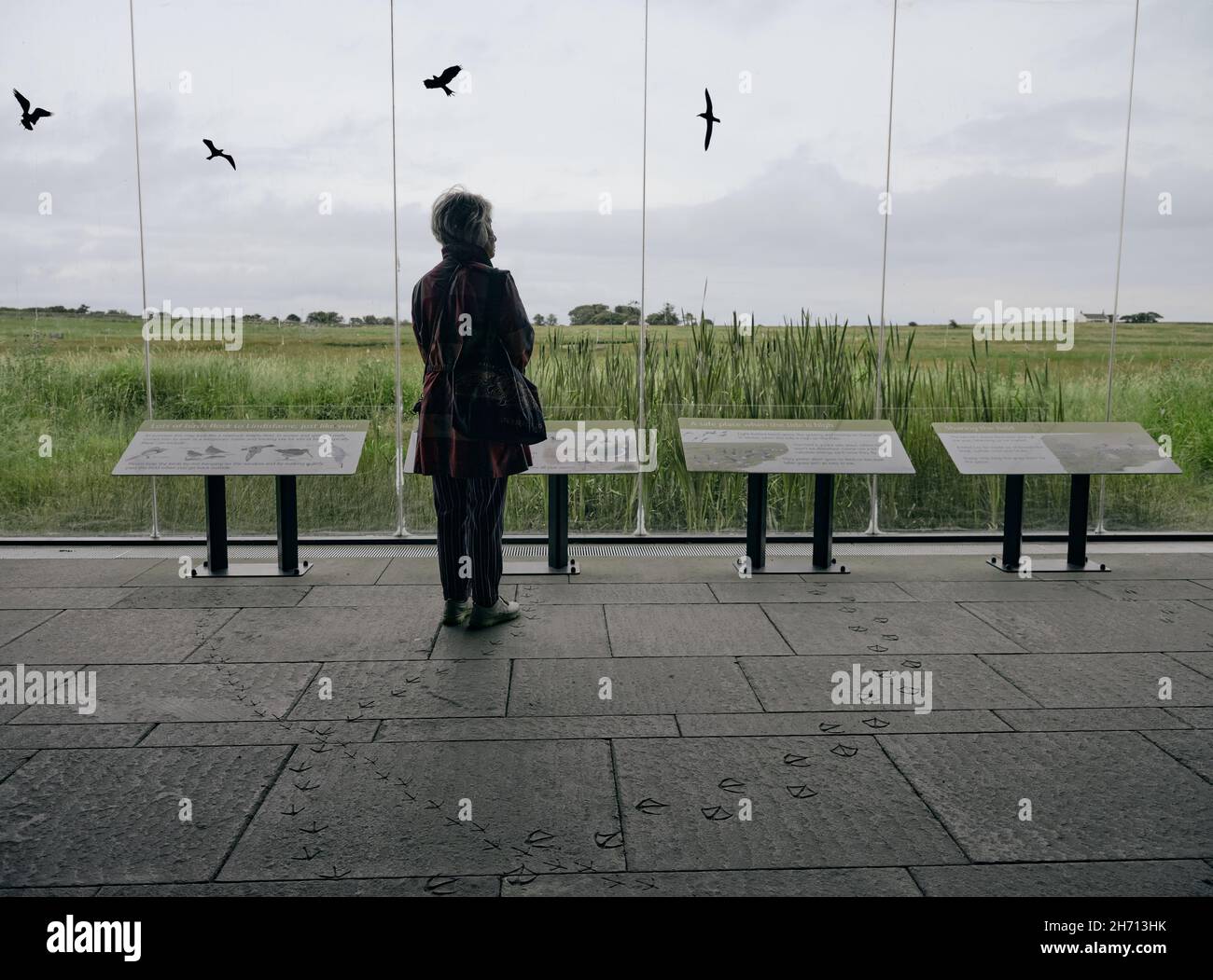 A lone figure looking out a window at a Nature Reserve with bird ...