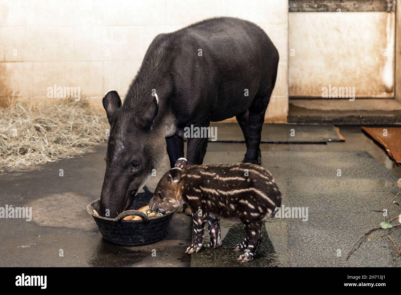 Cottbus, Germany. 19th Nov, 2021. Tapir girl Bamika stands at the ...