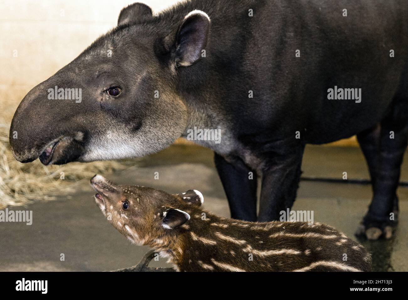 Cottbus, Germany. 19th Nov, 2021. Tapir girl Bamika stands at the ...