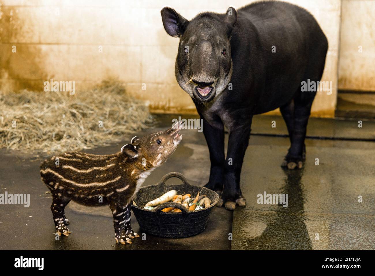 Cottbus, Germany. 19th Nov, 2021. Tapir girl Bamika stands at the ...