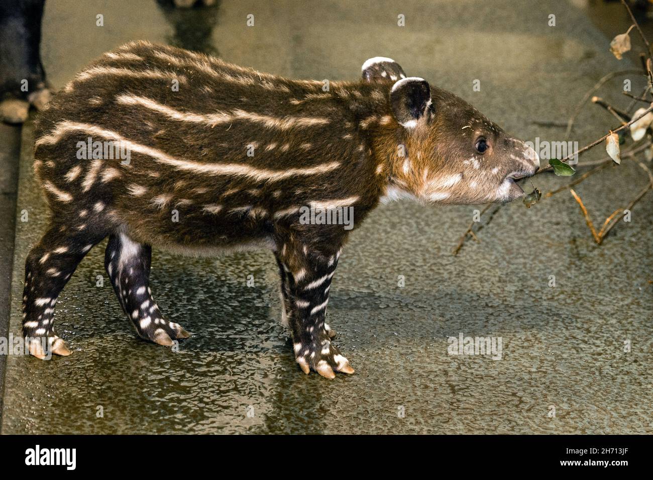 Cottbus, Germany. 19th Nov, 2021. A tapir cub stands in its pen at the ...
