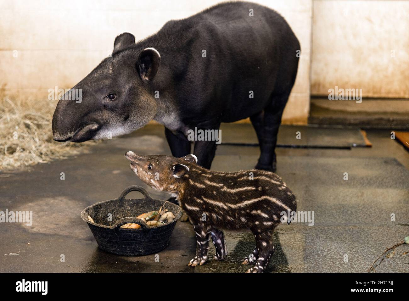 Cottbus, Germany. 19th Nov, 2021. Tapir girl Bamika stands at the ...