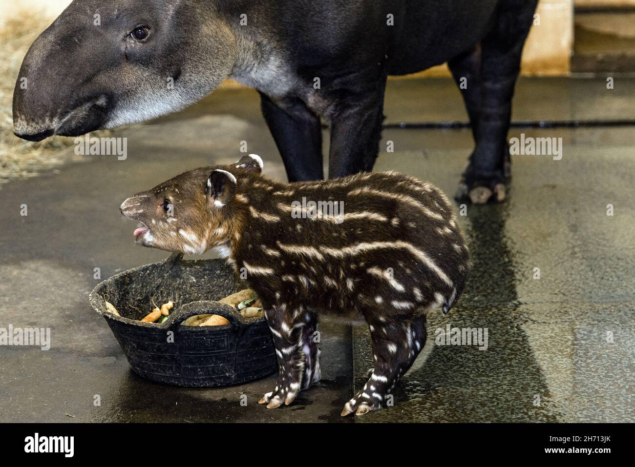 Cottbus, Germany. 19th Nov, 2021. Tapir girl Bamika stands at the ...
