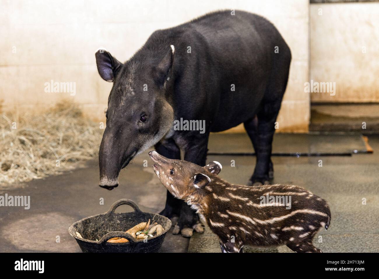 Cottbus, Germany. 19th Nov, 2021. Tapir girl Bamika stands at the ...