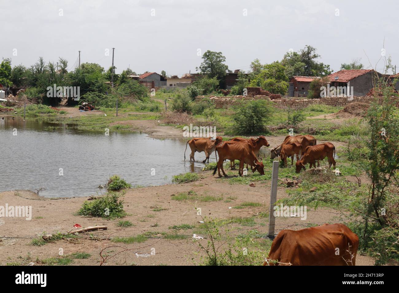 Rural area Gir national park Gujarat India landscape of lake and ...