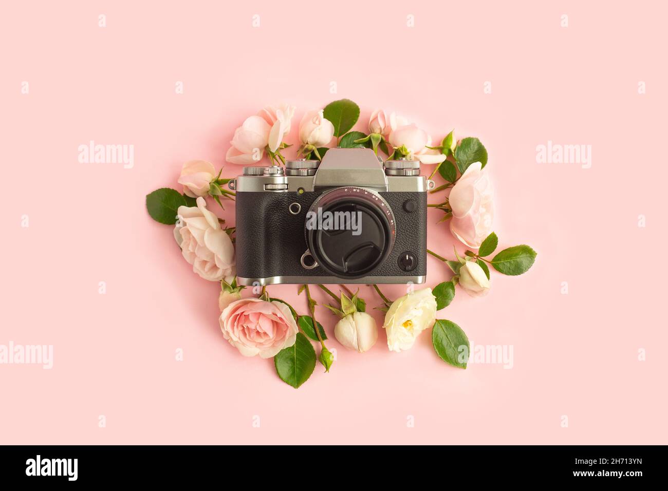 Retro photo camera around pink roses with green leaves on pink ...