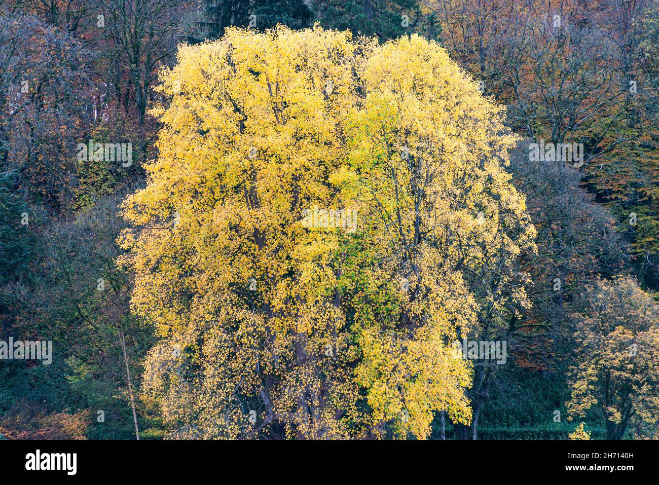 A tulip tree (Liriodendron tulipifera) in autumn Stock Photo - Alamy