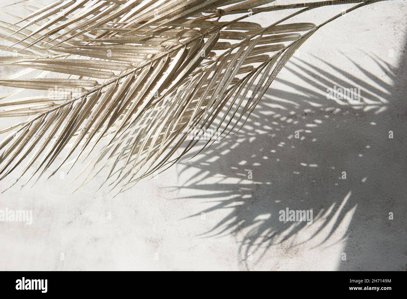 Shiny tropical palm leaf shadows on white grey ceramic beton wall ...