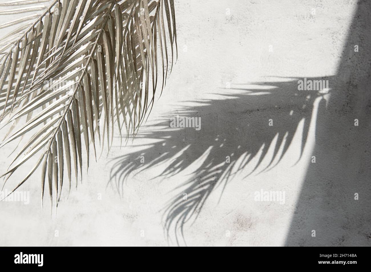 Shiny tropical palm leaf shadows on white grey ceramic beton wall ...