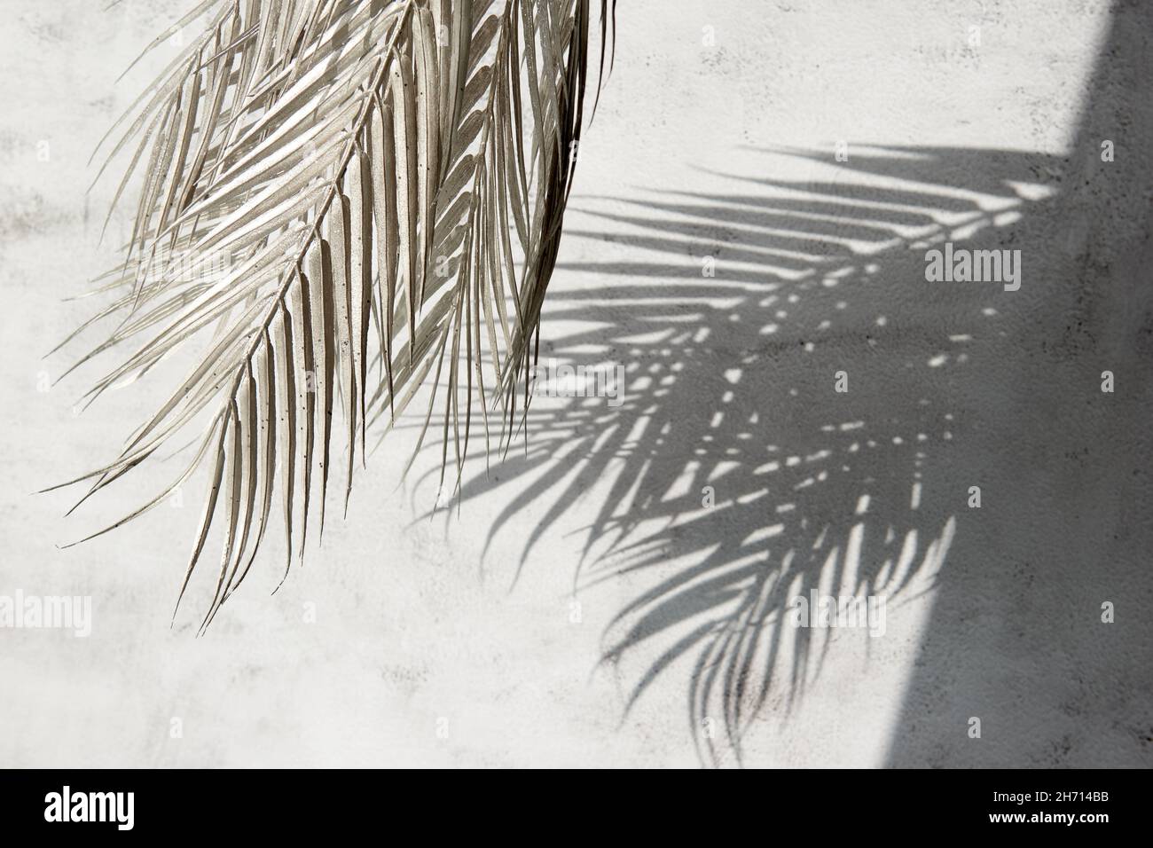 Shiny tropical palm leaf shadows on white grey ceramic beton wall ...