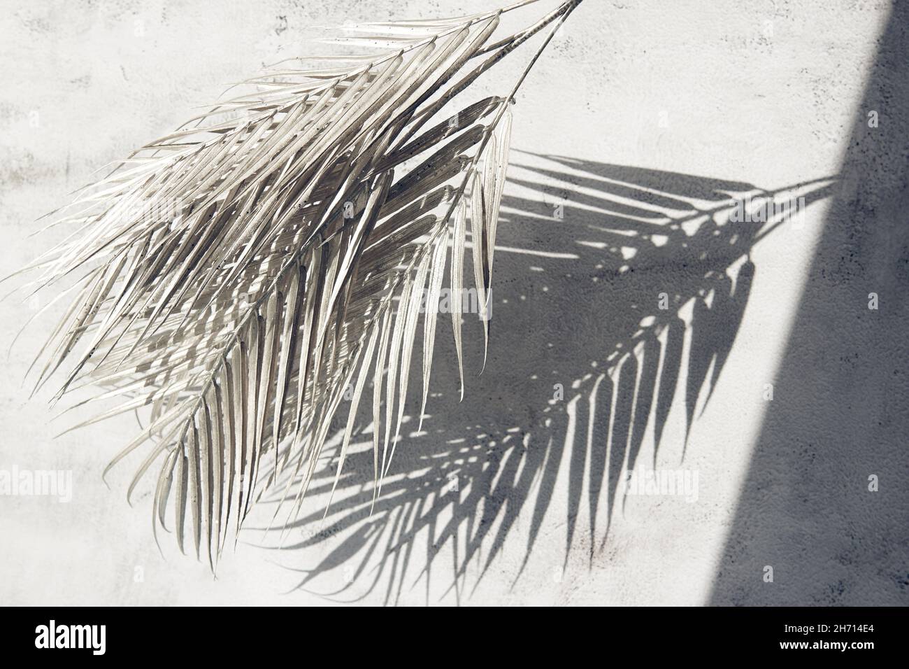 Shiny tropical palm leaf shadows on white grey ceramic beton wall ...