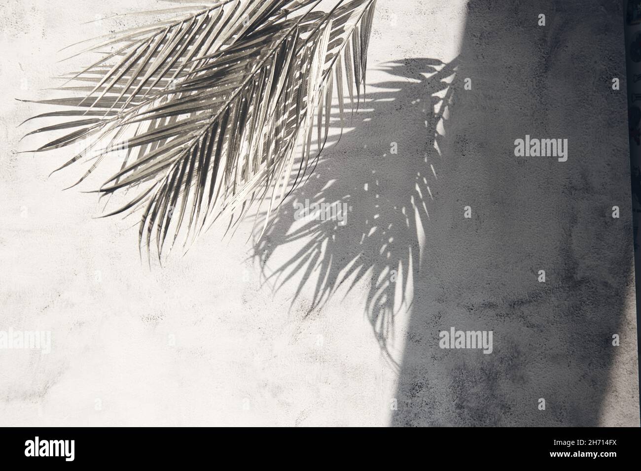 Shiny tropical palm leaf shadows on white grey ceramic beton wall ...
