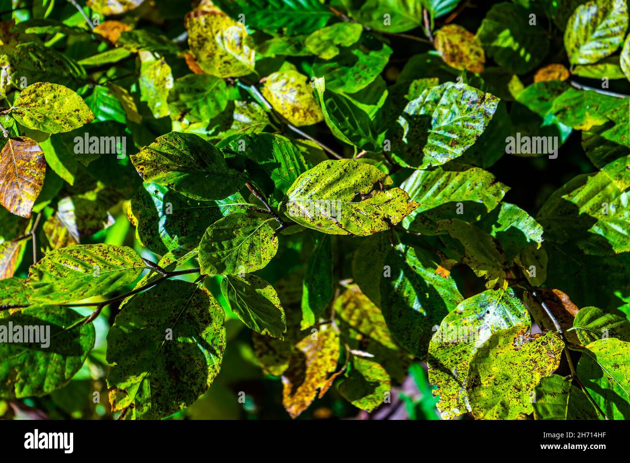 Strong colors hi-res stock photography and images - Alamy
